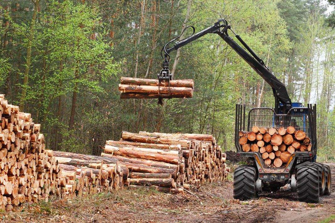 🪵HotSpot: Illegal logging in Siberia and Russian 🇷🇺 Far East