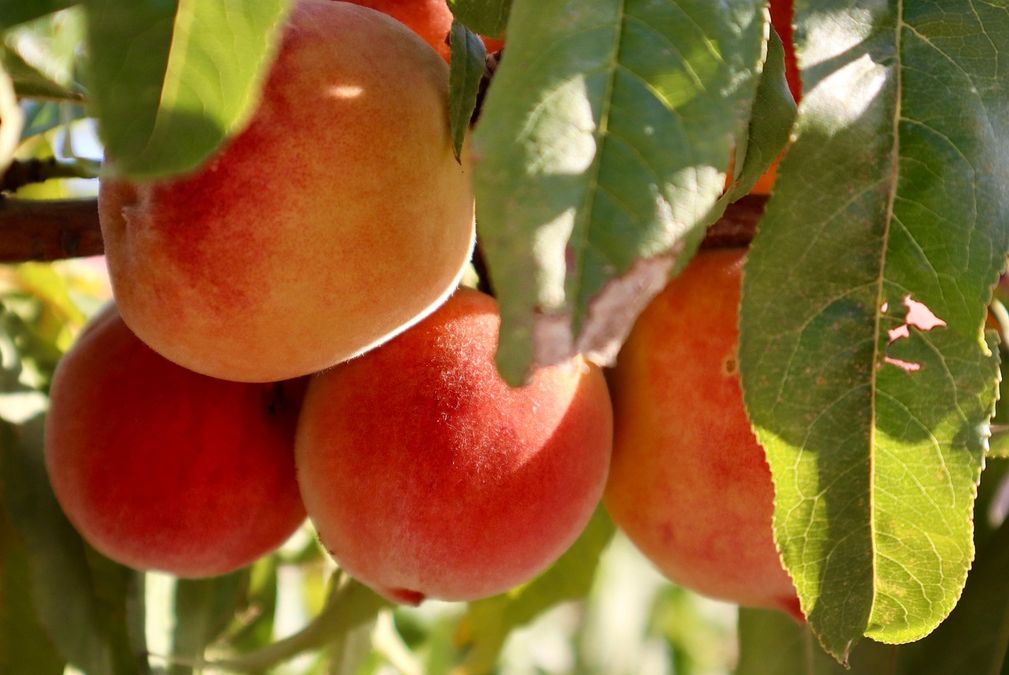 Банкрутство Del Monte змусило фермерів США знищувати сади